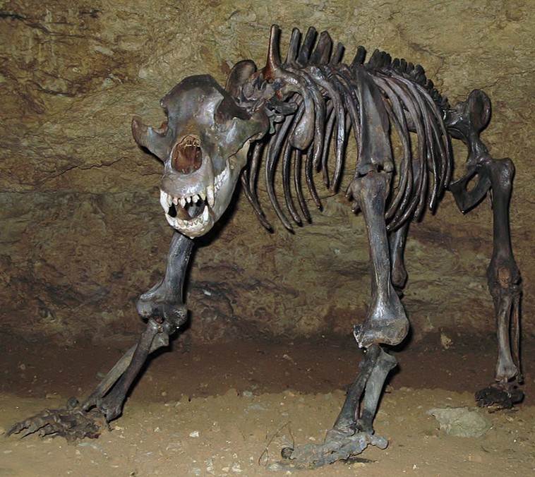 Episode 217 – Bears – The Common Descent Podcast