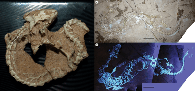 Episode 221 – Legless Lizards – The Common Descent Podcast