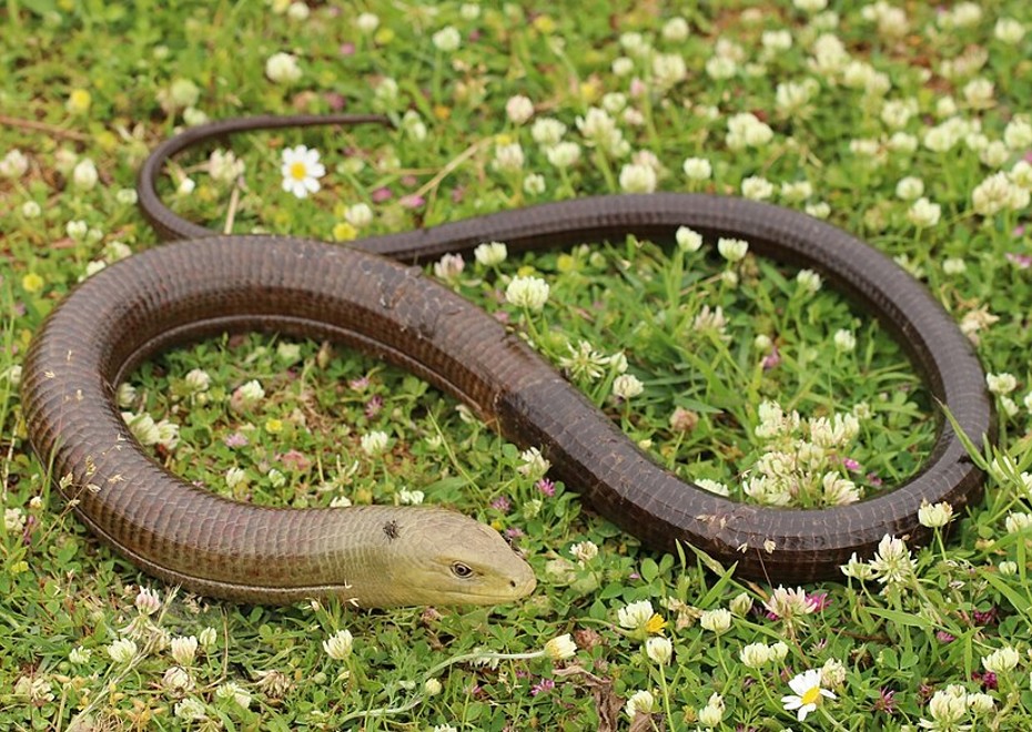 Episode 221 – Legless Lizards – The Common Descent Podcast