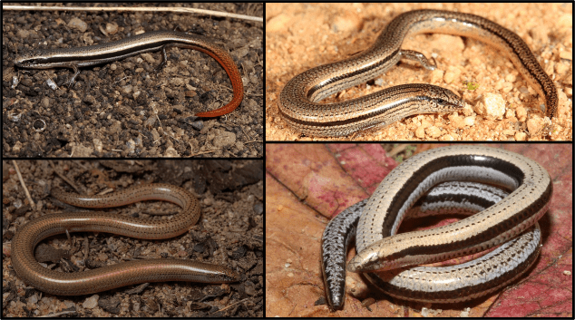 Episode 221 – Legless Lizards – The Common Descent Podcast