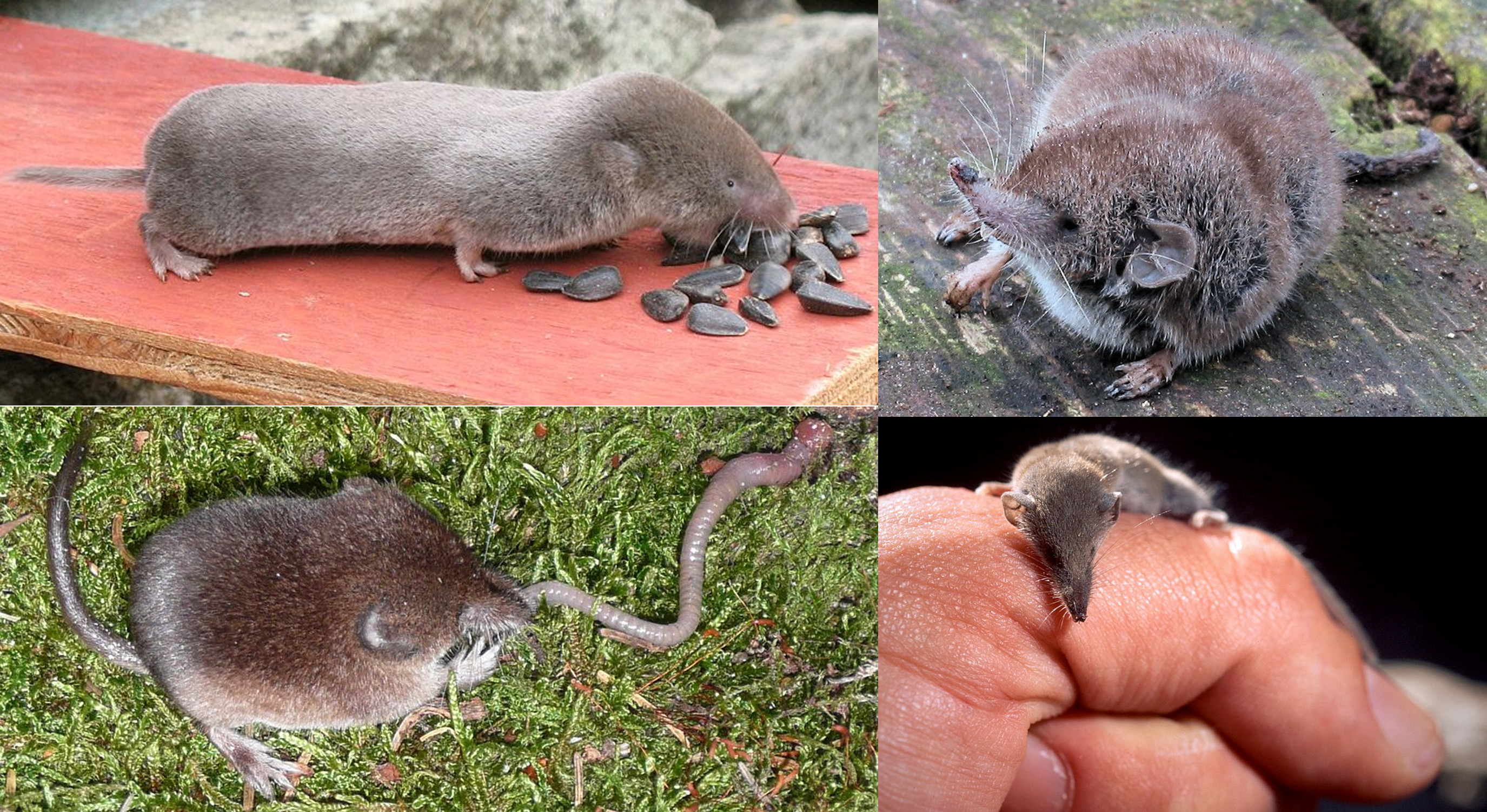 Episode 222 – Shrews – The Common Descent Podcast