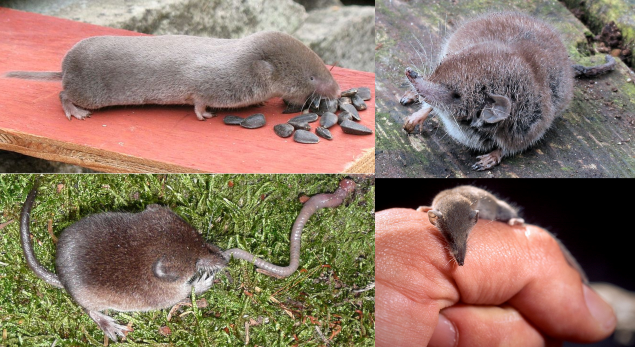 Episode 222 – Shrews – The Common Descent Podcast