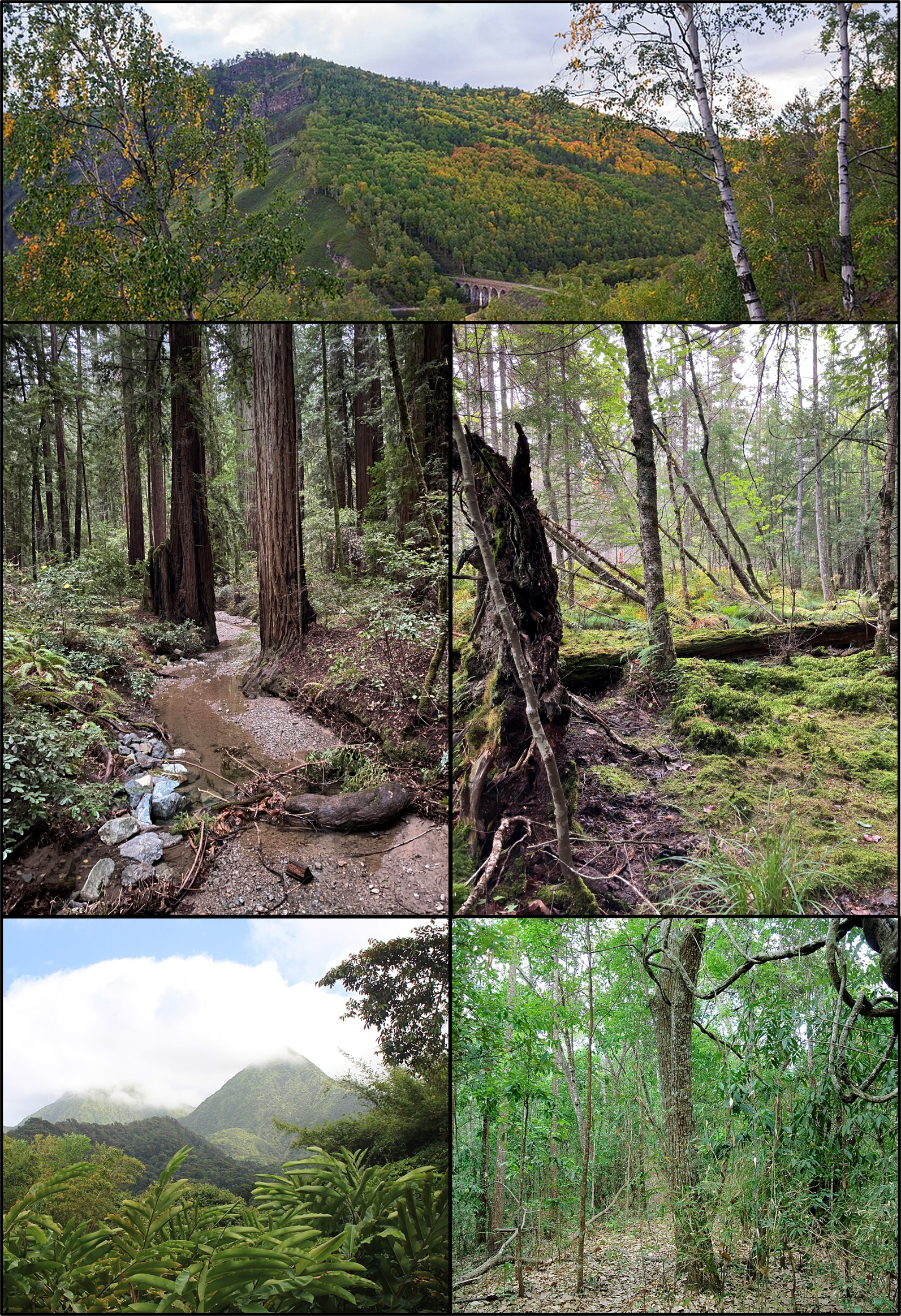 Episode 225 – Forests – The Common Descent Podcast