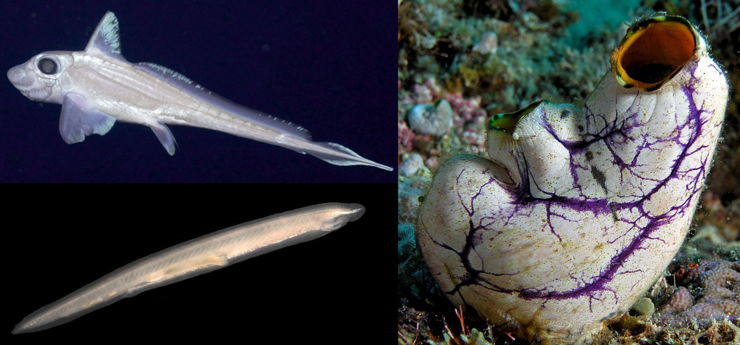 Episode 232 – Vertebrate Origins – The Common Descent Podcast