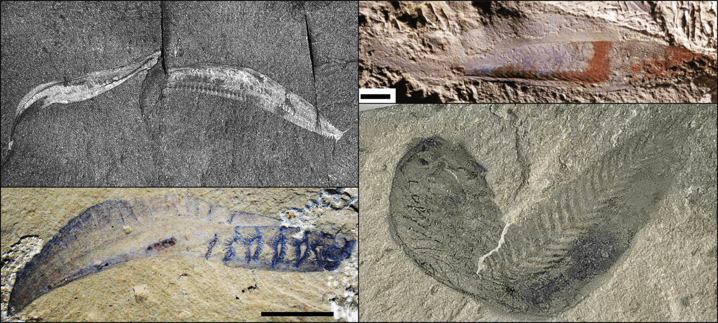 Episode 232 – Vertebrate Origins – The Common Descent Podcast