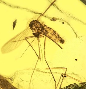 The Common Descent Podcast – Paleontology, evolution, and the history ...