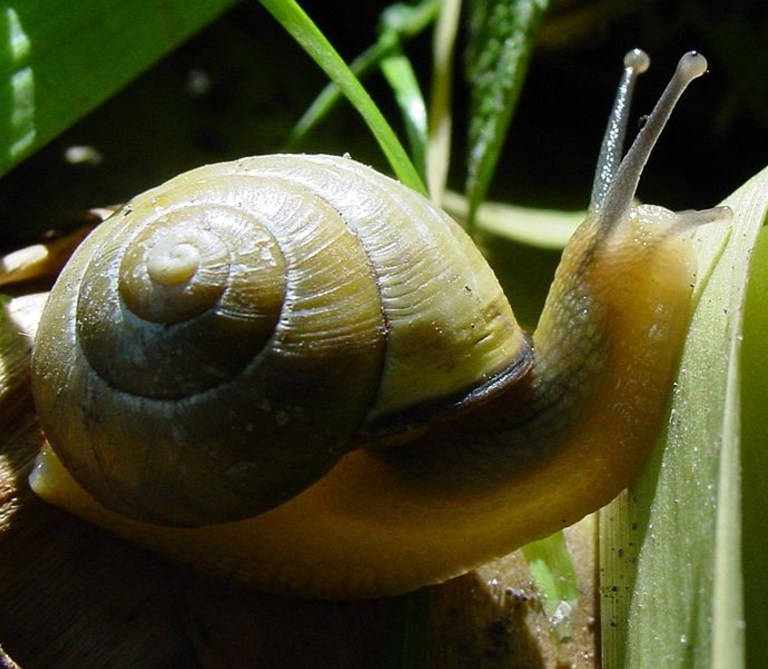 The Common Descent Podcast – Paleontology, evolution, and the history ...