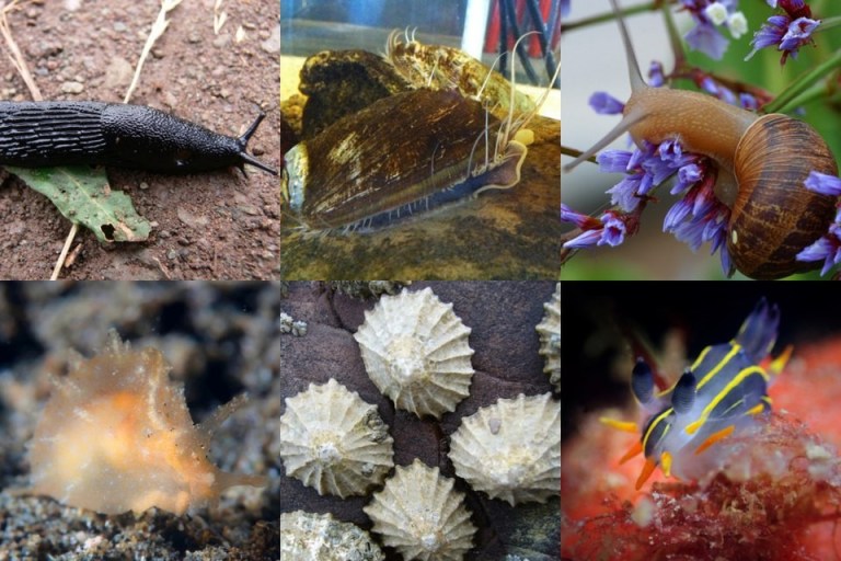 Episode 234 – Snails and Slugs – The Common Descent Podcast