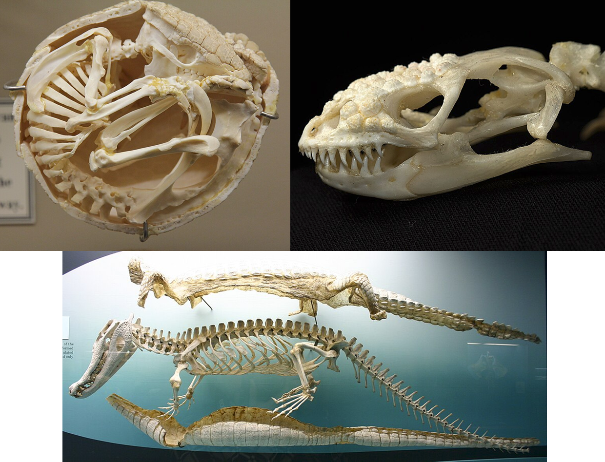 Episode 238 – Osteoderms (Skin Bones) – The Common Descent Podcast