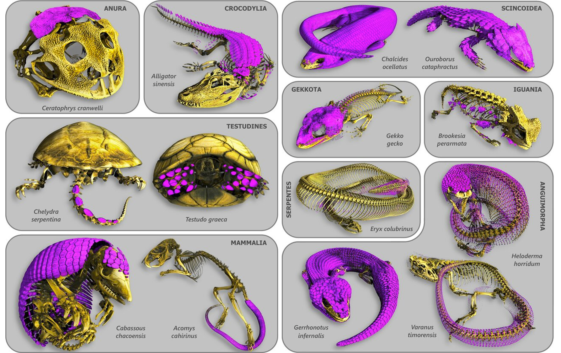 Episode 238 – Osteoderms (Skin Bones) – The Common Descent Podcast
