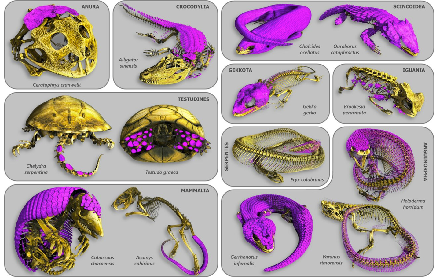 Episode 238 – Osteoderms (Skin Bones) – The Common Descent Podcast