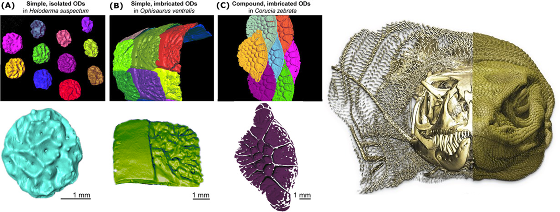 Episode 238 – Osteoderms (Skin Bones) – The Common Descent Podcast