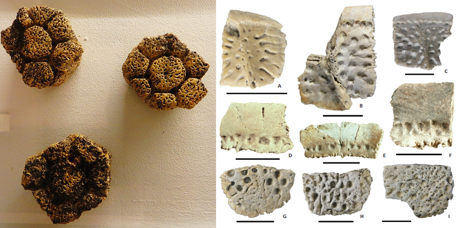 Episode 238 – Osteoderms (Skin Bones) – The Common Descent Podcast