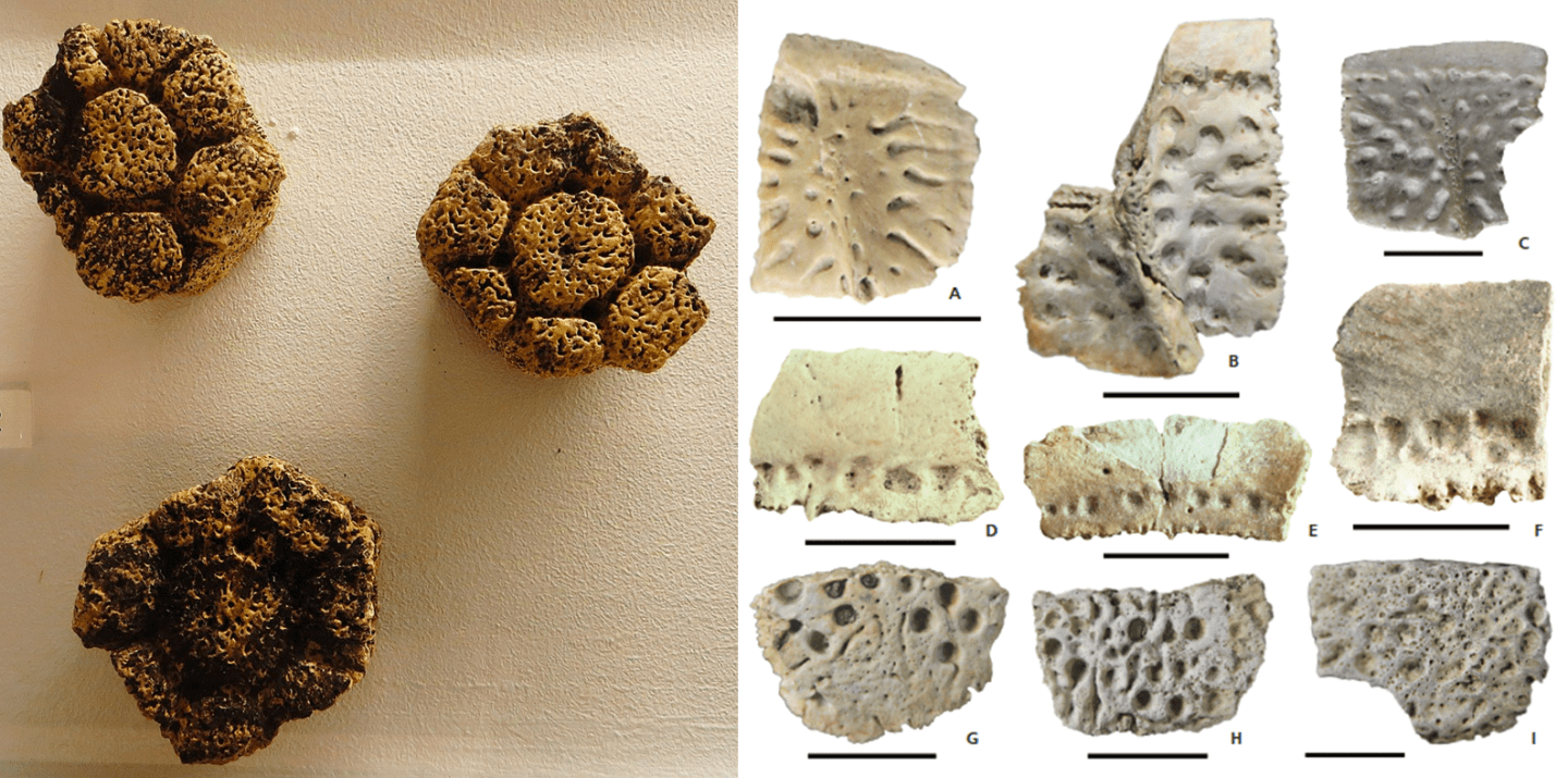 Episode 238 – Osteoderms (Skin Bones) – The Common Descent Podcast
