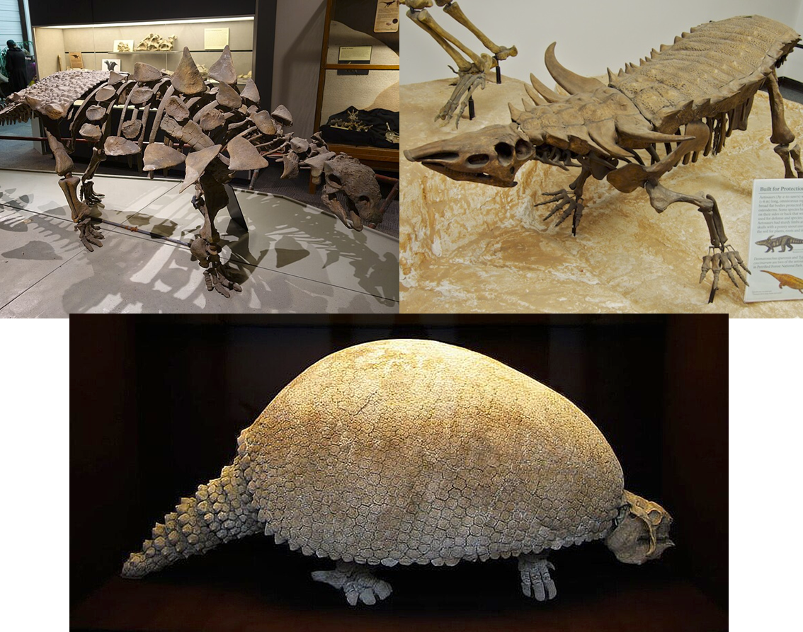 Episode 238 – Osteoderms (Skin Bones) – The Common Descent Podcast