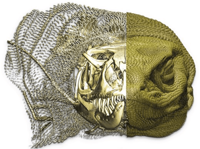 The Common Descent Podcast – Paleontology, evolution, and the history ...